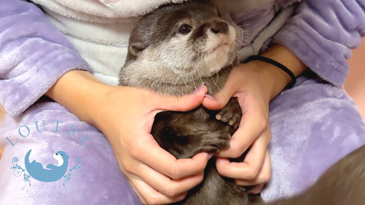 This is the Truth About Otter's Mating Season! - YouTube