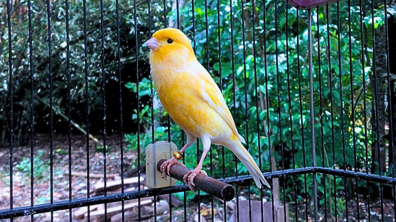 Belgian Canary Tempts All The Canaries to Sing - Canary Training Song ...