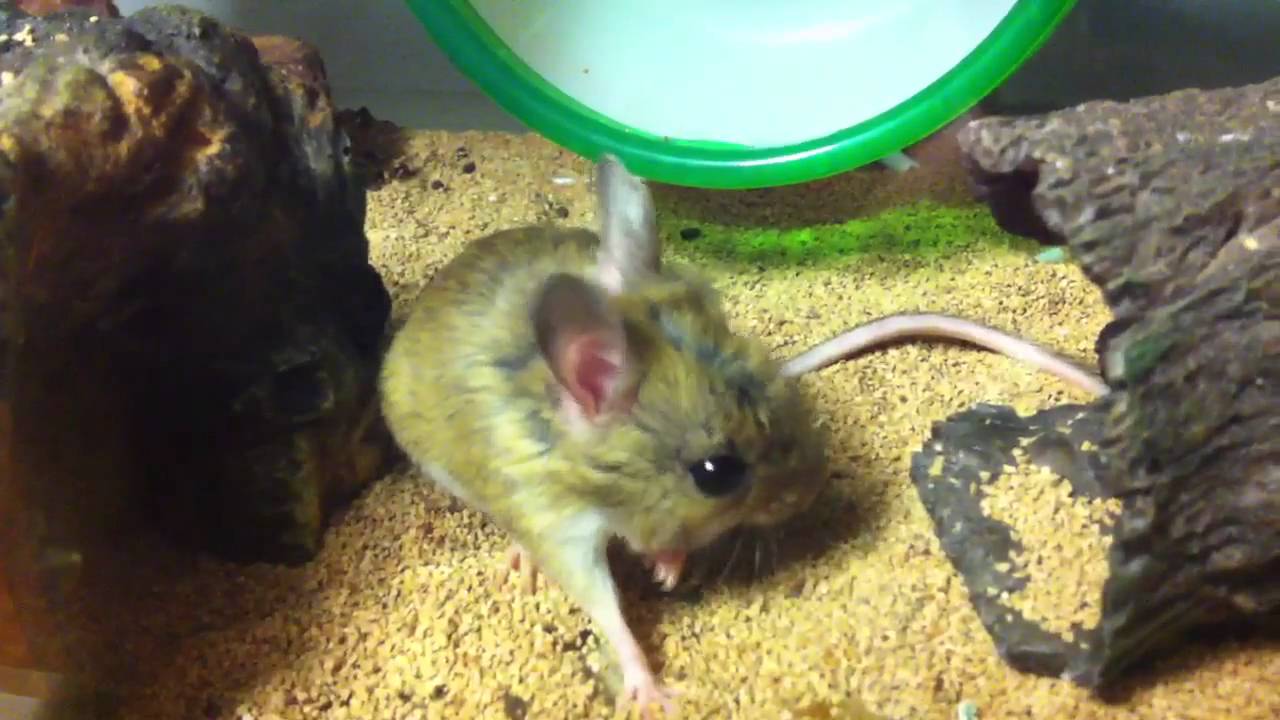Spinifex hopping mouse grooming - YouTube