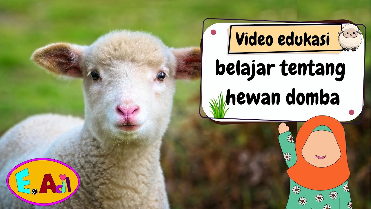 Video Edukasi Belajar Tentang Domba #videoedukasi #pengetahuananak # ...