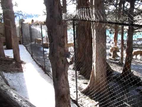 Timber wolf exhibit at Moonridge Animal park in Big Bear Lake, CA - YouTube