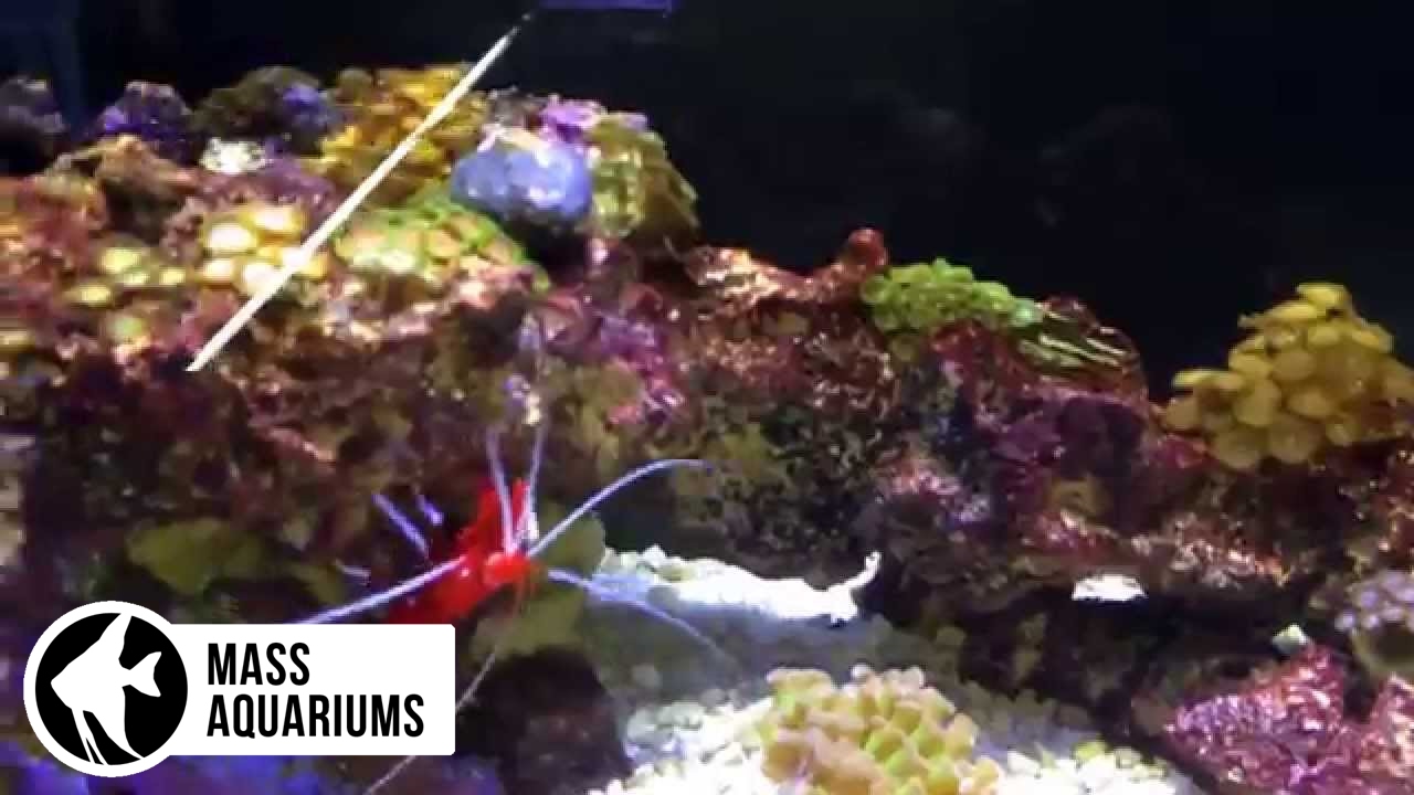 Sunday Fishroom update "Tang Police" - YouTube