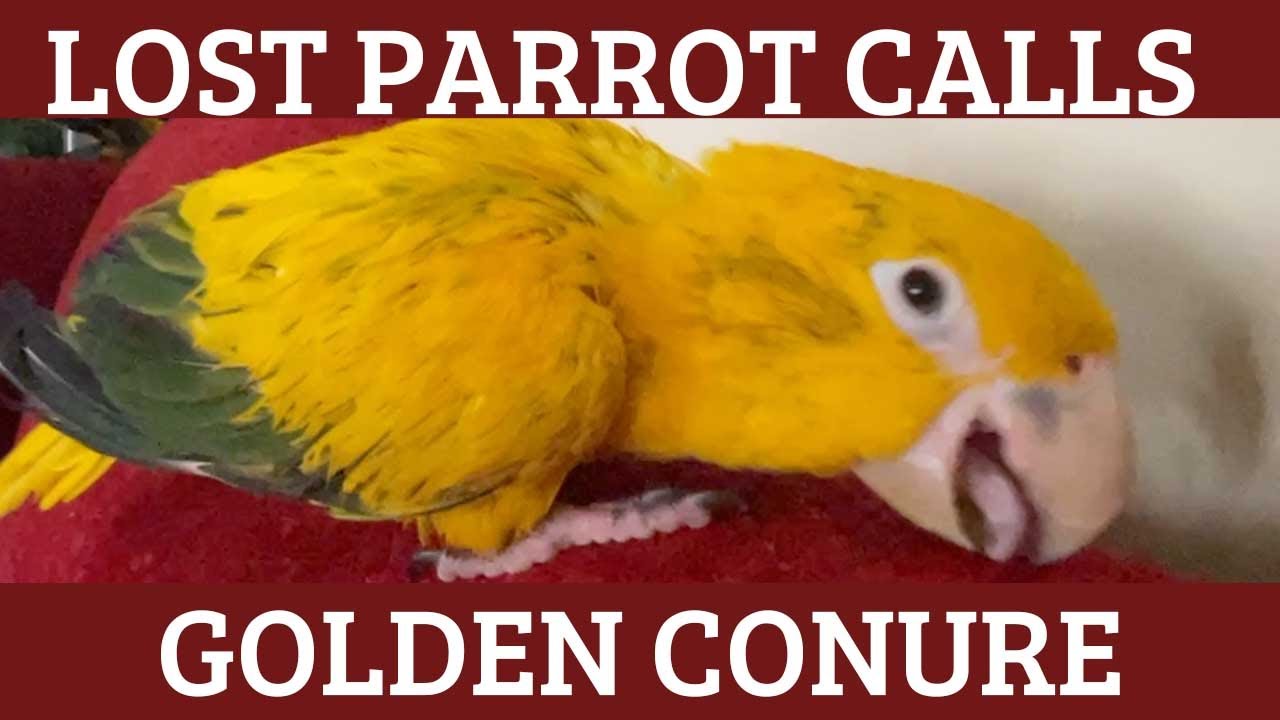 PARROT CALLING GOLDEN CONURES CALLING EACH OTHER, LOST BIRD and PARROT ...