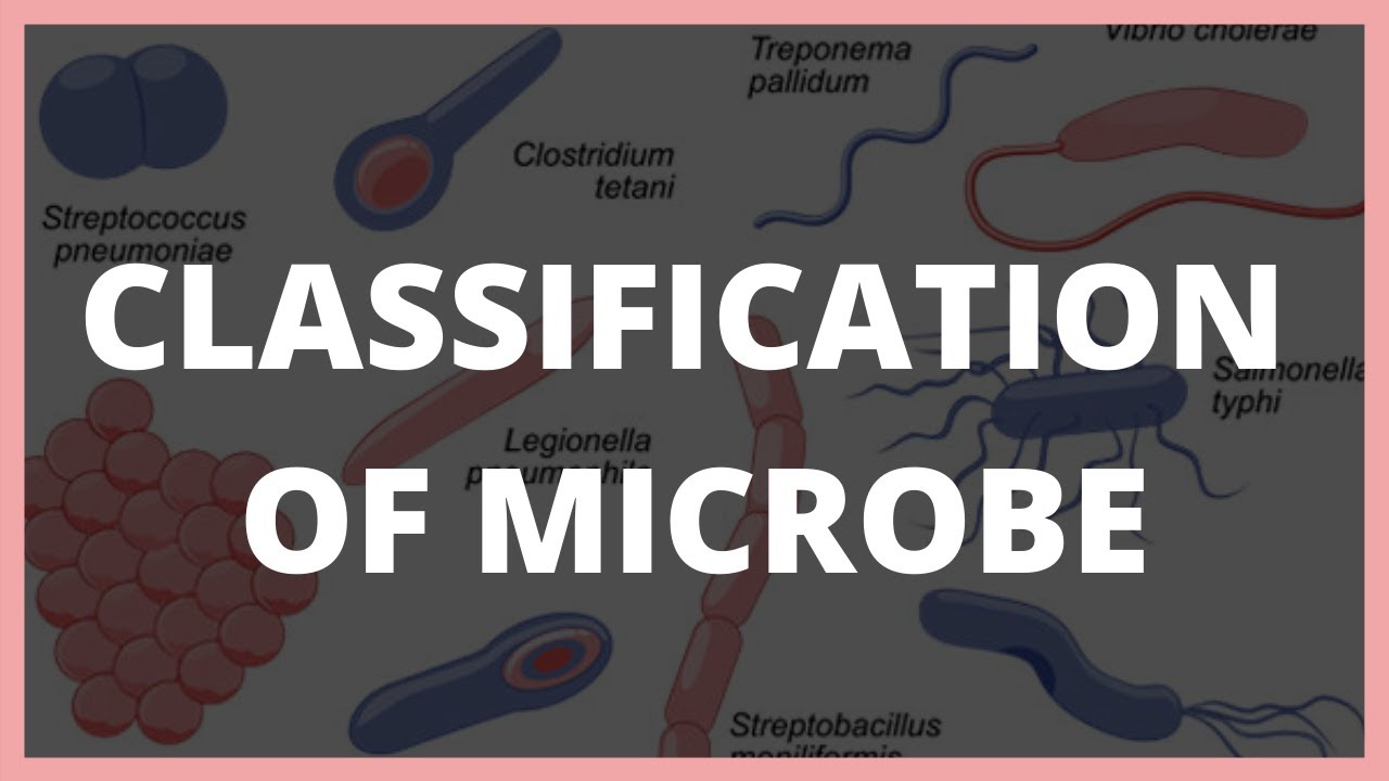 Classification of Microbe | Oxygen Availability and Temperature ...