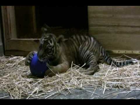 Tiger Cub Week 12 - Playing with a Ball - YouTube