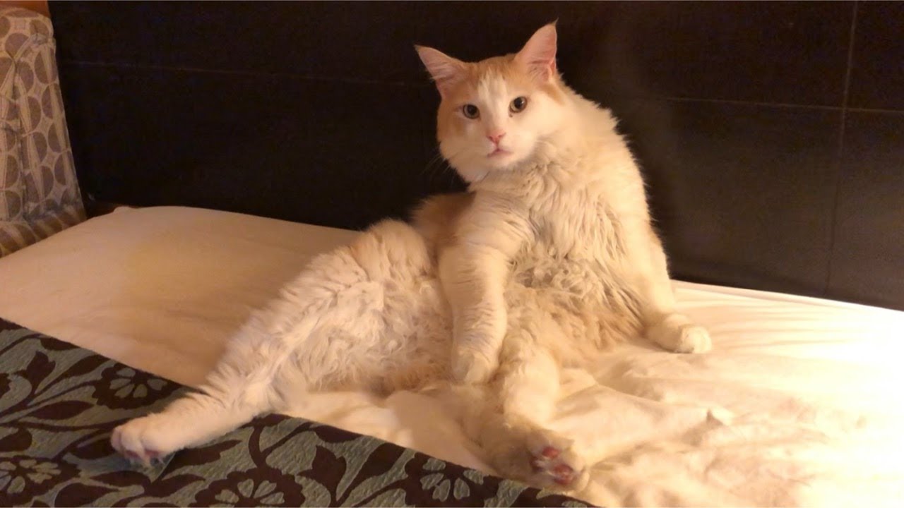 Best compilation of Happy cat videos - YouTube