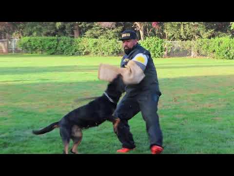 #1357 Rottweiler - Elli von der Bismarckhöhe, IGP3 - protection routine - 2021 Universal Siegerin