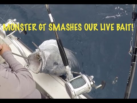 GIANT GT ULUA CAUGHT ON LIVE BAIT ! | HAWAII - YouTube