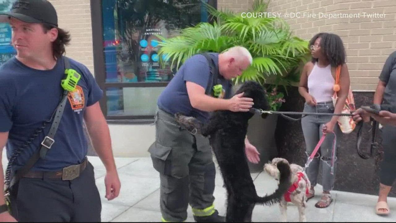 Fire breaks out at DC pet supply store - YouTube