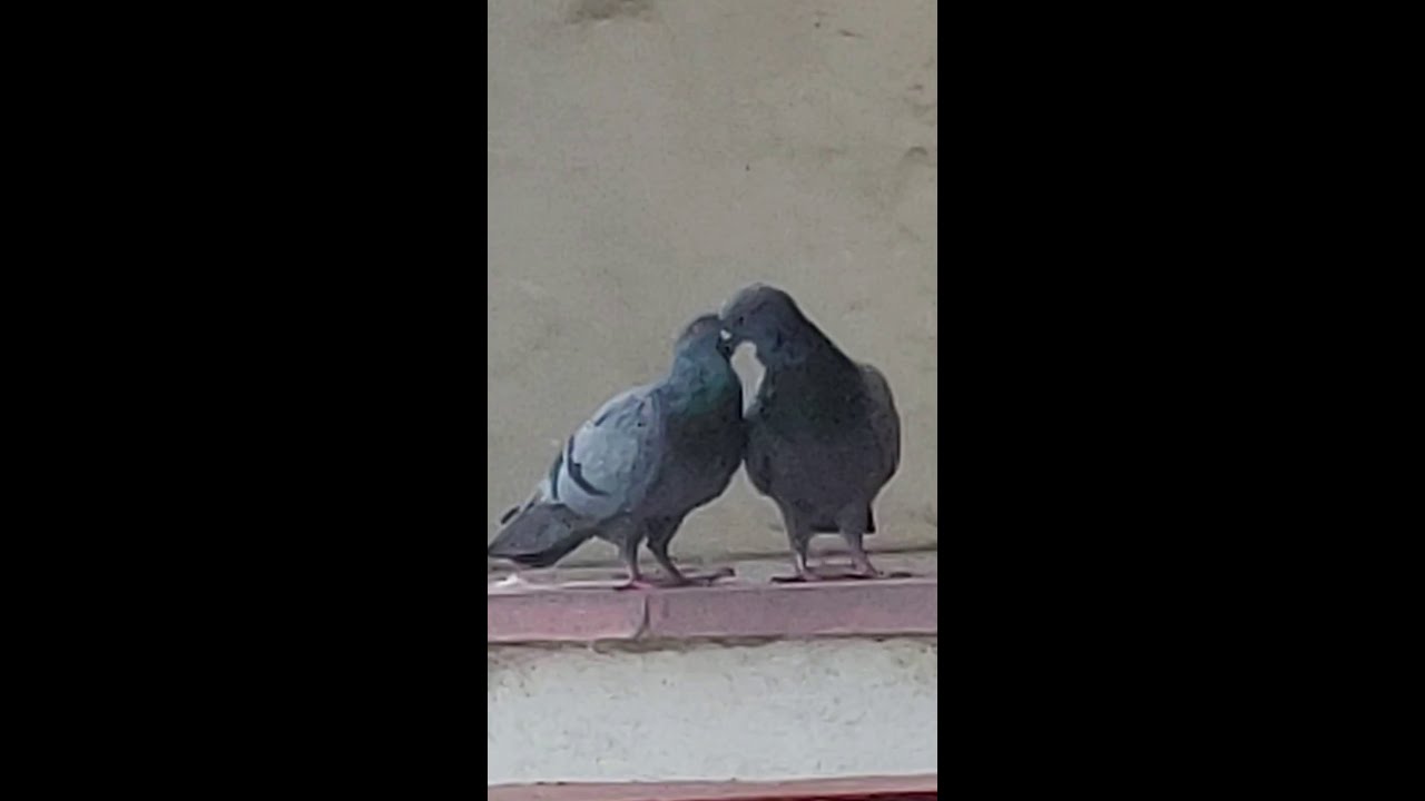 Pigeons Love Making Out | Birds Making Out - YouTube