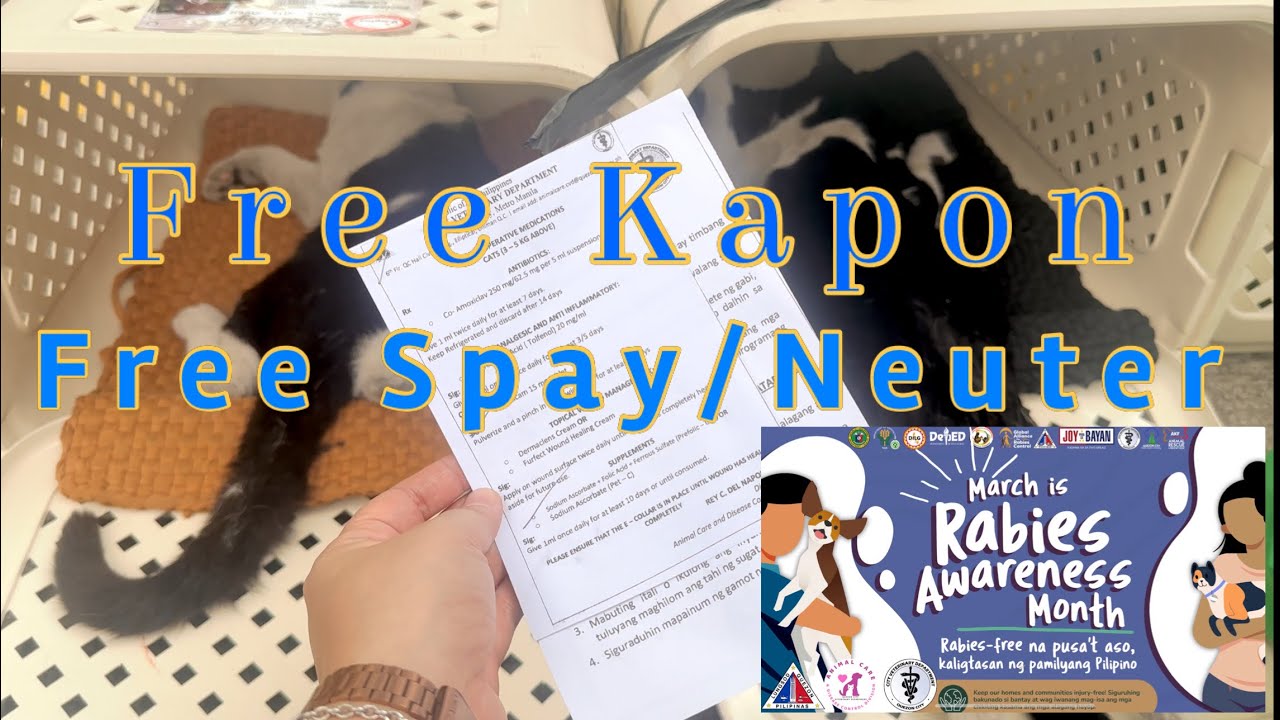 Free Kapon | Free Neuter/Spay | We saw Celebrities! #cats #aesthetic # ...