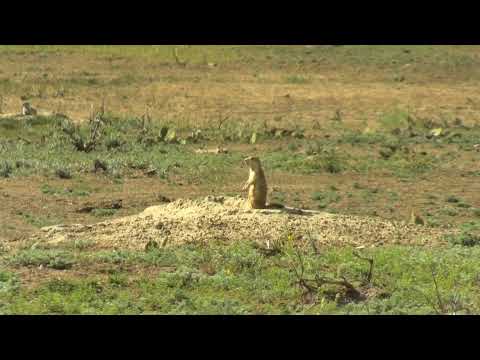 North Dakota prairie dog hunting, slo-mo kill shots .17 hmr - YouTube
