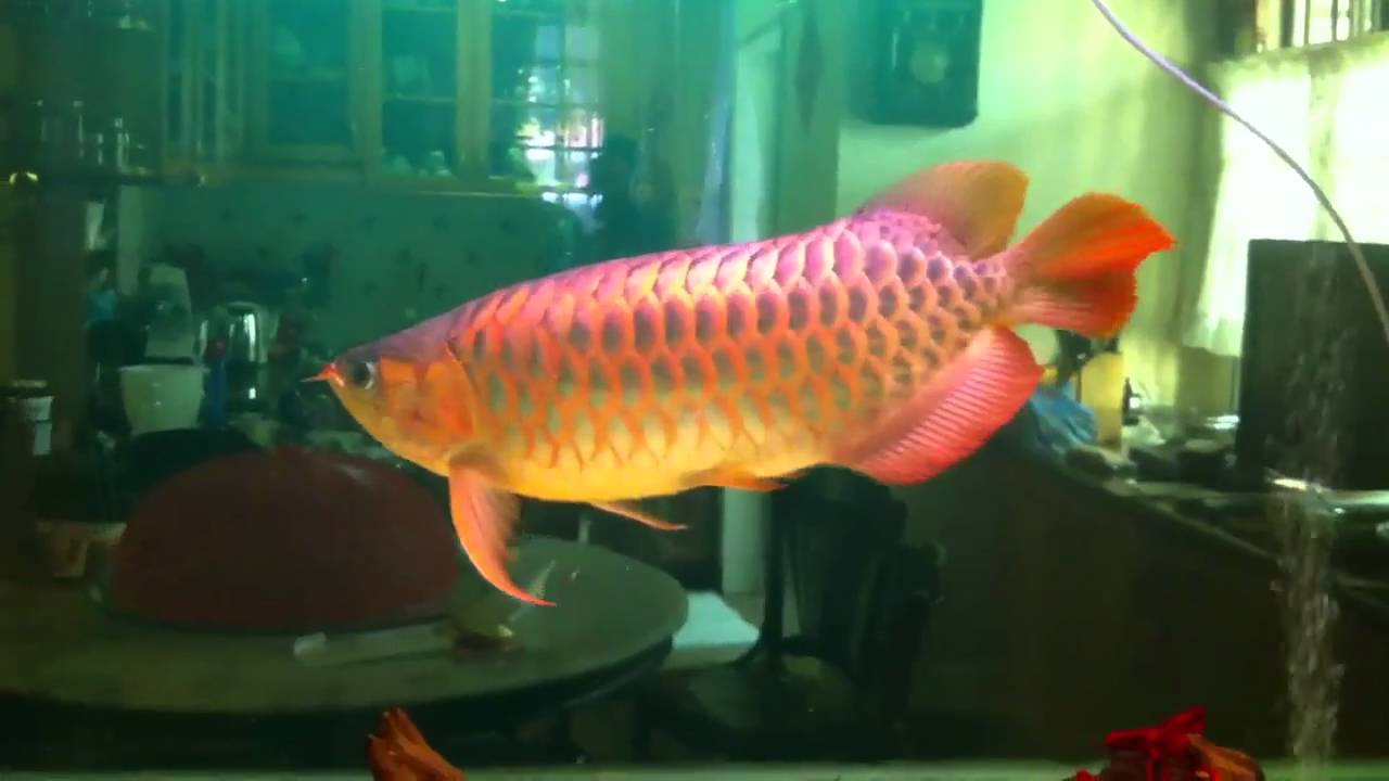 Red arowana eating centipede II - YouTube