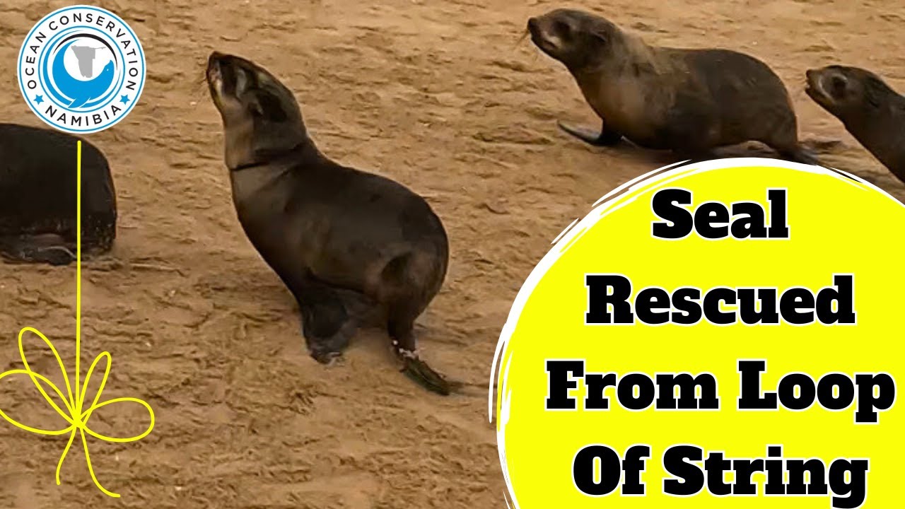 Seal Rescued from Loop of String - YouTube