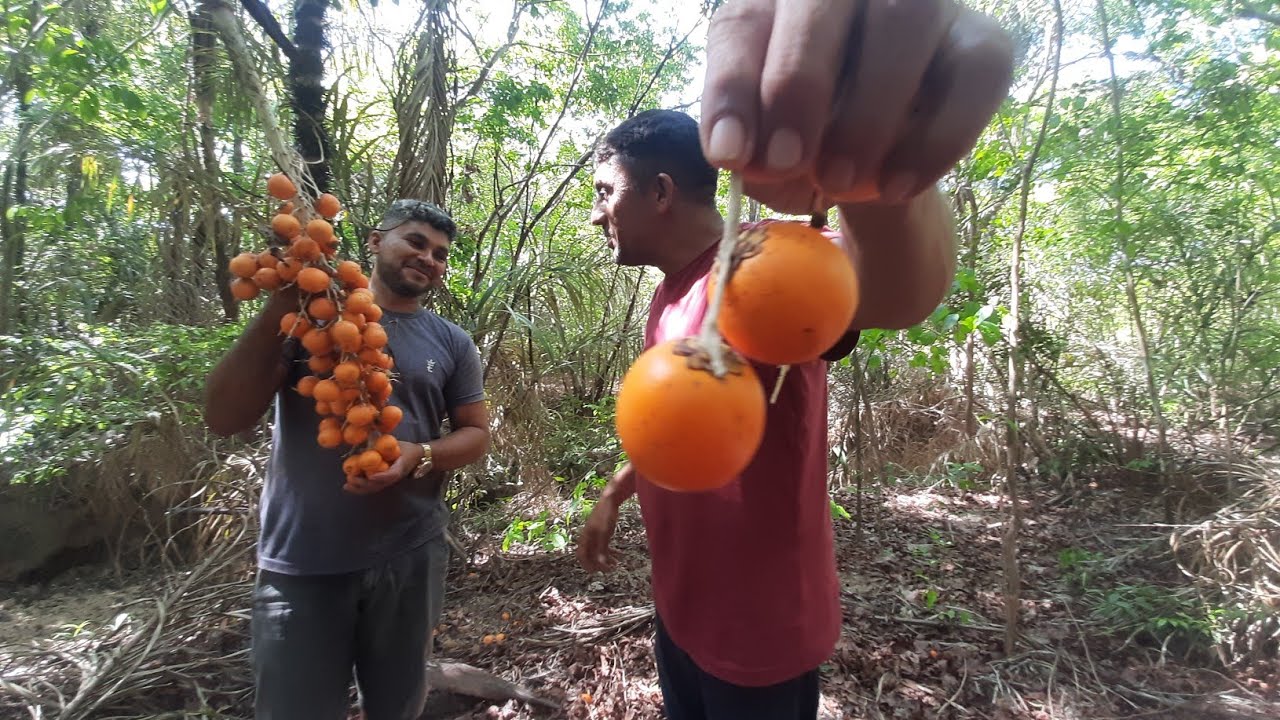 Conheça o tucum umas das nossas riquezas naturais da nossa região - YouTube