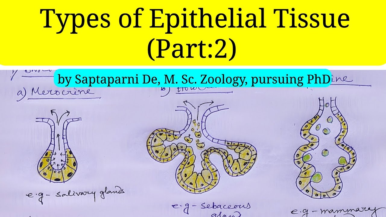 Types of Epithelial Tissue (Part-2): Secretory Epithelium - YouTube