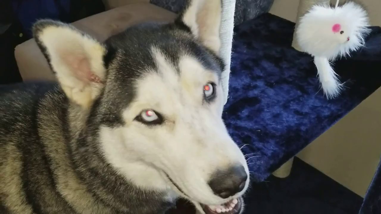 Titan's Husky Life: Jealous of the Cats Toys! - YouTube