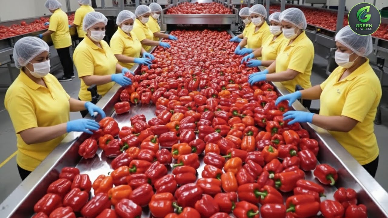Inside the Modern Bell Pepper Factory The entire process of growing and ...