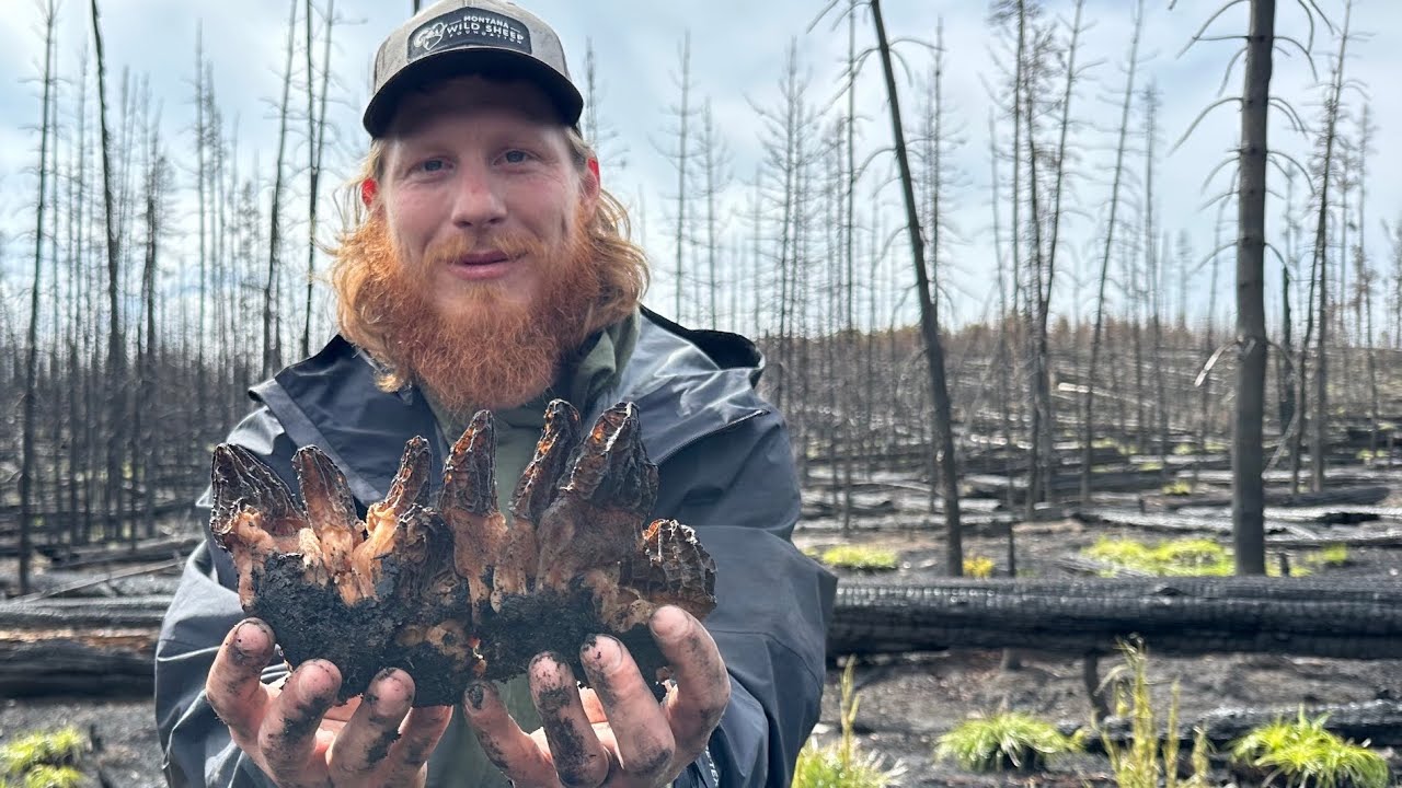 Giant Morel Mushrooms in Montana - YouTube