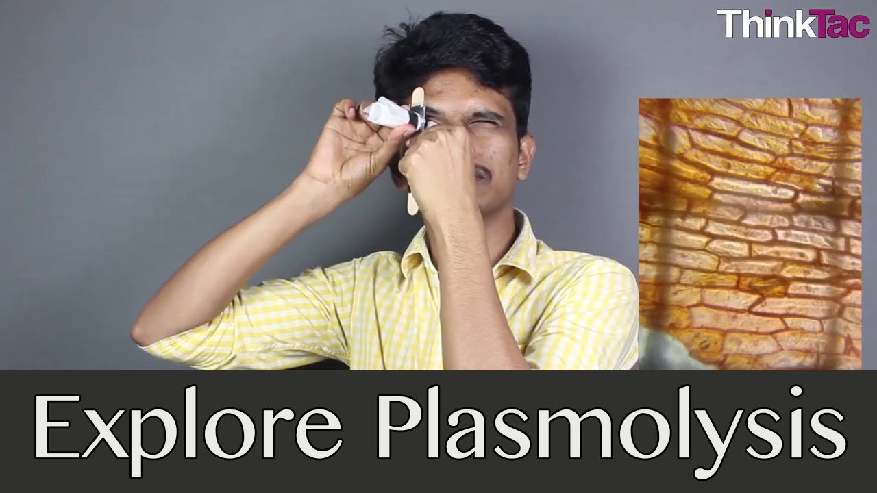 Explore Plasmolysis Class 9 Experiential Activity YouTube explore-plasmolysis-class-9-experiential-activity-youtube