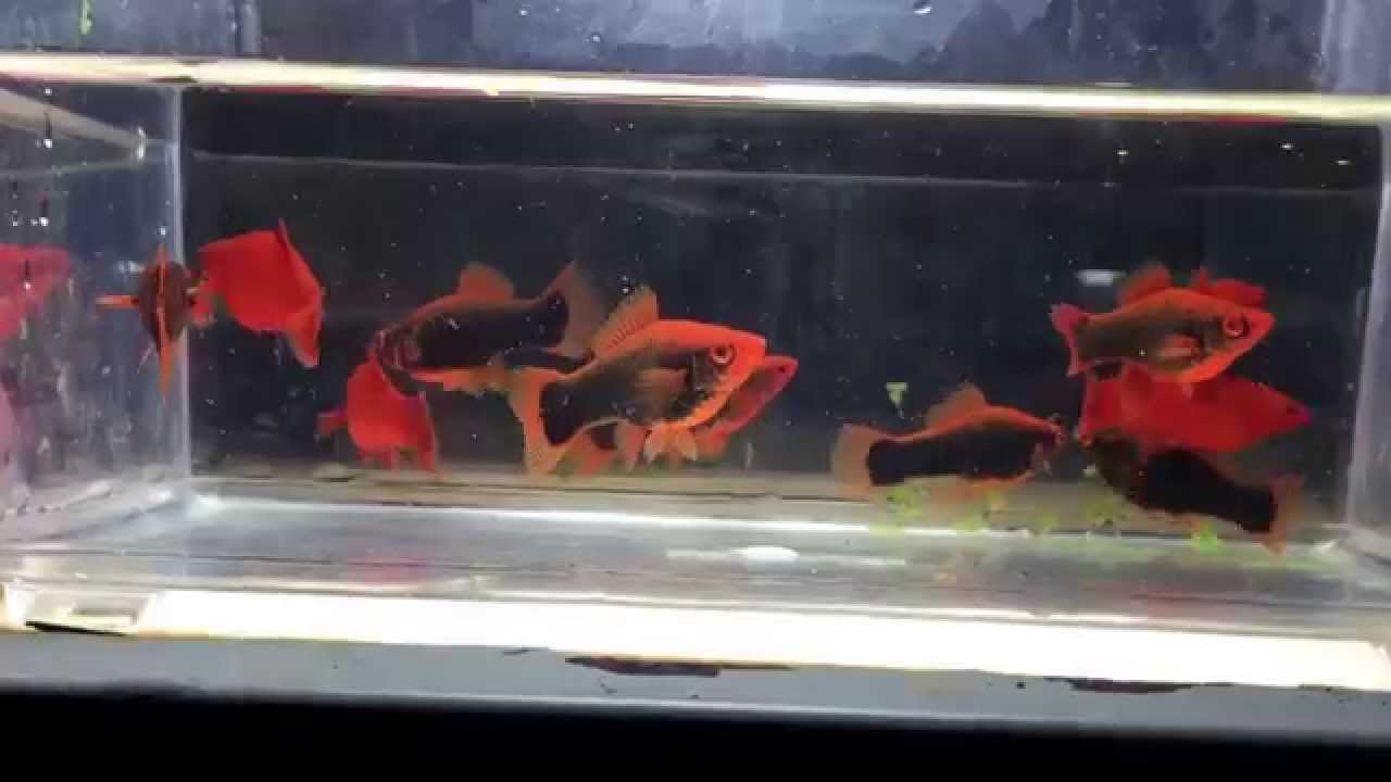 Alpha swordtails - YouTube