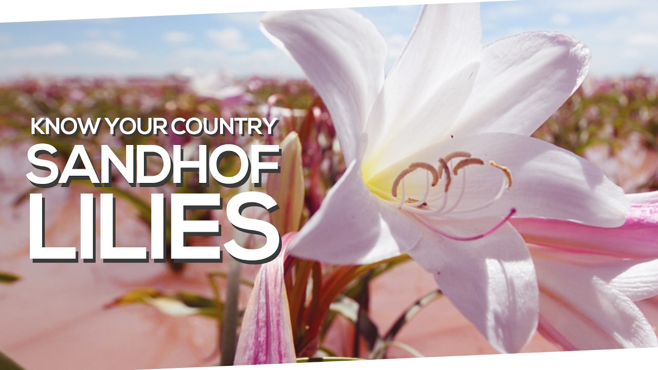 The Sandhof Lilies - One of Namibia’s natural wonders - Know Your ...