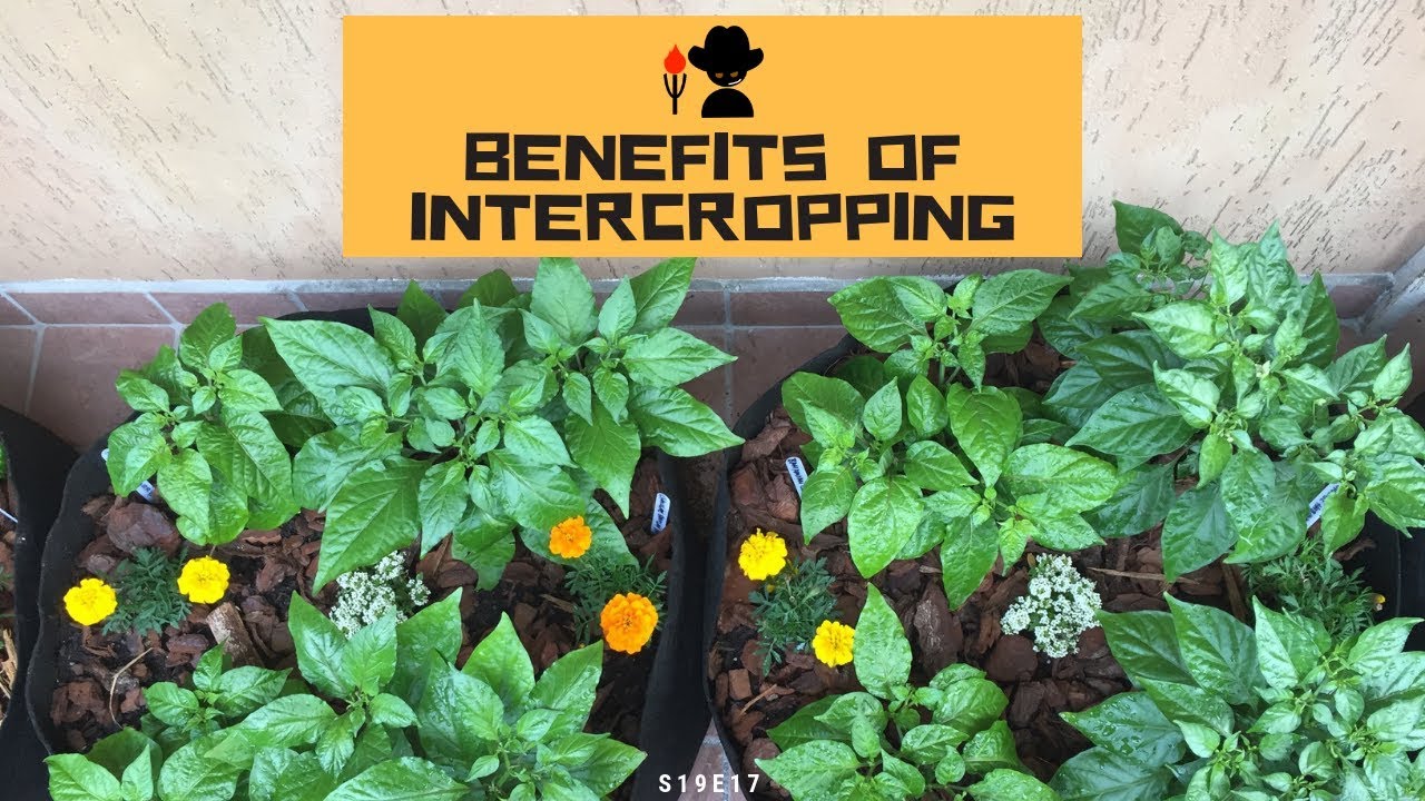 Intercropping And Its Benefits S19EP17 YouTube intercropping-and-its-benefits-s19ep17-youtube