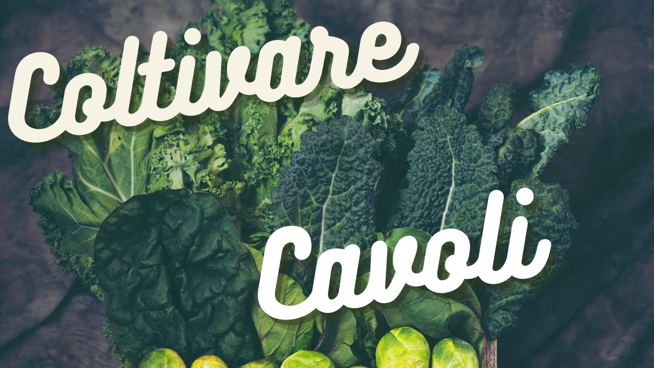 Coltivare i cavoli: guida completa per un orto rigoglioso (dal seme al ...
