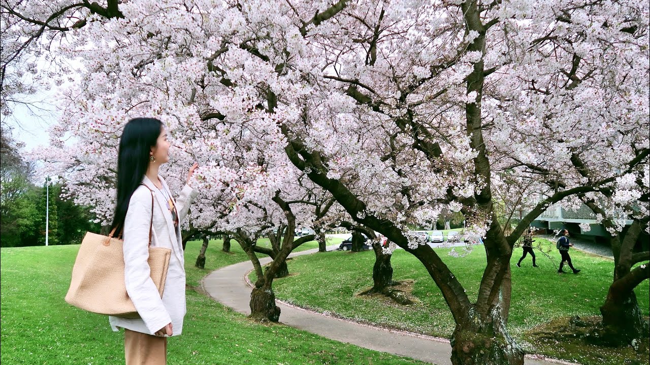 Vlog60｜基督城的浪漫-春日樱花季｜Cherry Blossom Season|Hayley Park - YouTube