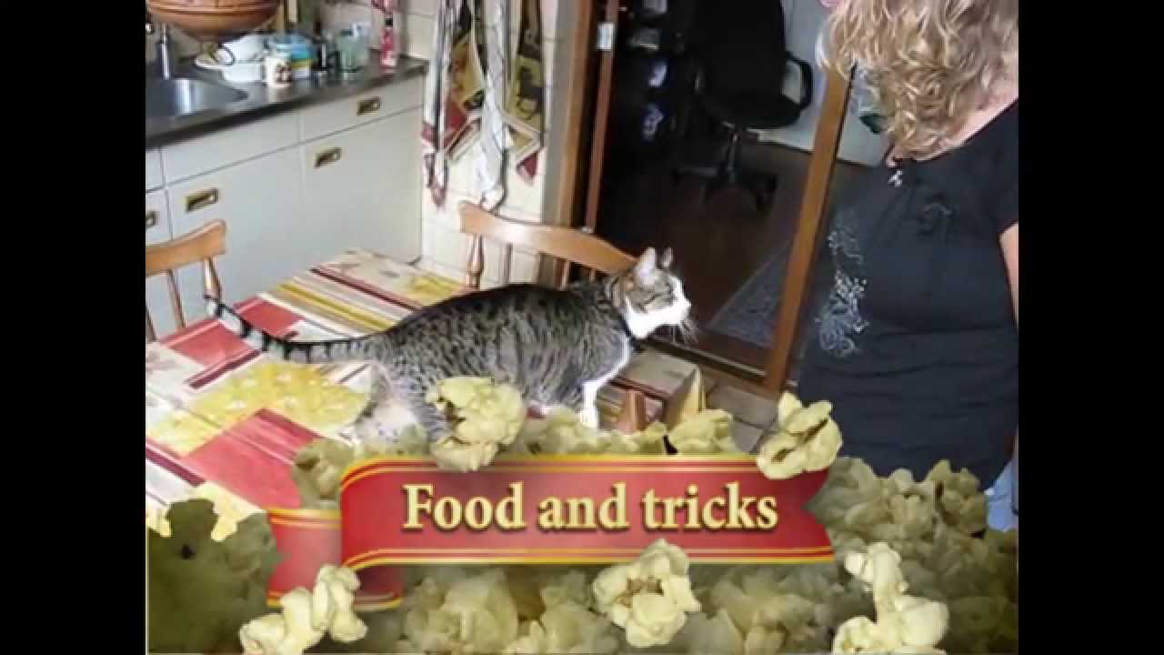 Funny Cat Homer compilation - YouTube