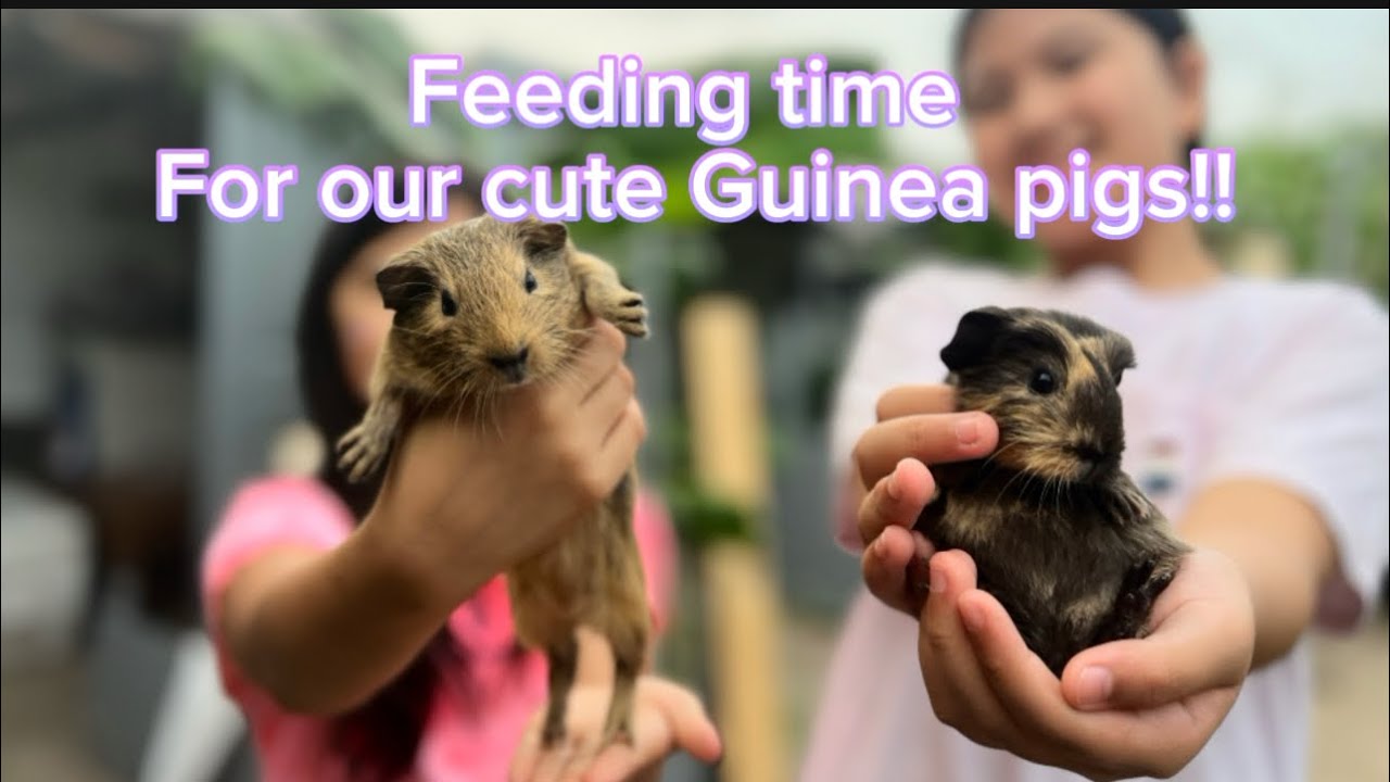 Our Guinea pigs loves to eat Chinese spinach (kulitis) - YouTube