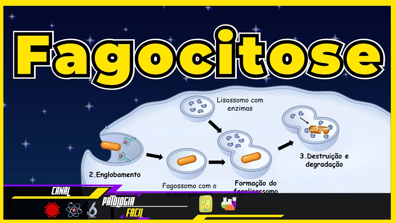 Fagocitose - Patologia e imunologia (Atualizado 2024) - YouTube