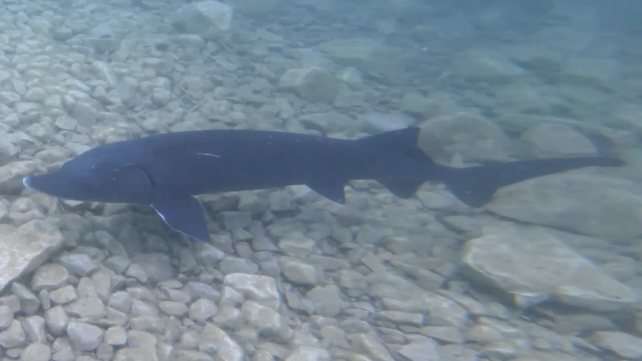 Scuba Diving with Sturgeon at Capenwray UK 4K - YouTube