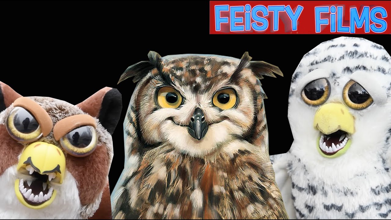 Owl Get You! A Feisty Films Compilation - YouTube