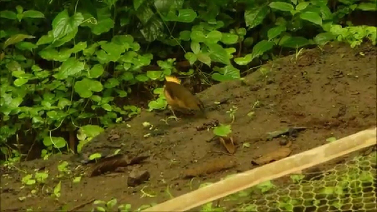 Buff-rumped Warbler (Myiothlypis fulvicauda) - YouTube