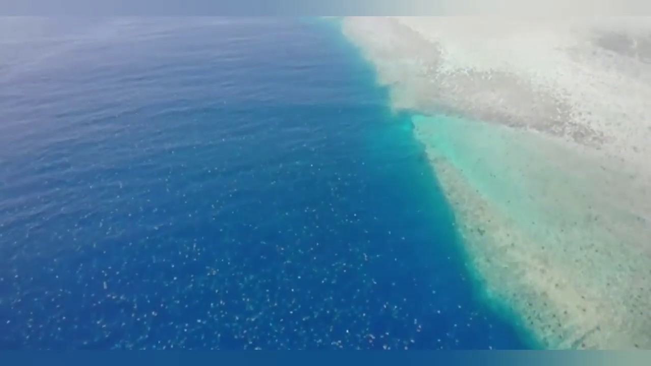 Incredible migration of more than 60,000 turtles - YouTube