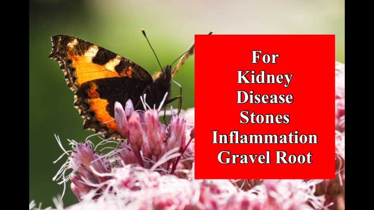 For Kidney Disease, Stones, and Inflammation - Gravel Root - YouTube