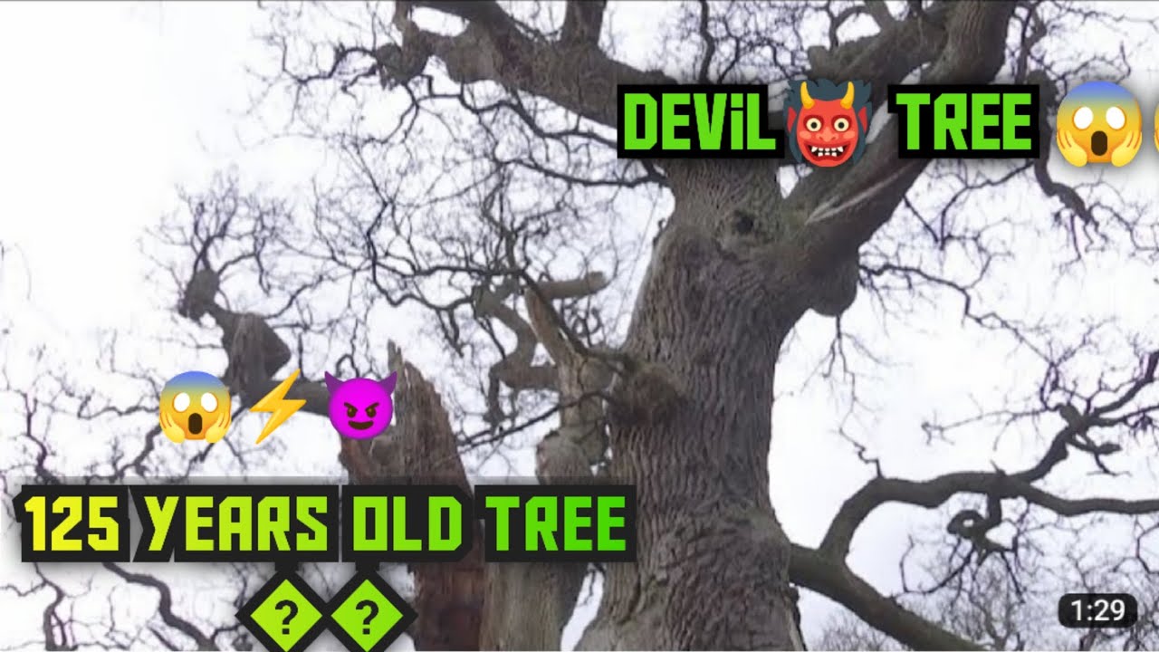 125 years old tree #oldtree #tree #viral #vlogs #kanndavlogs - YouTube