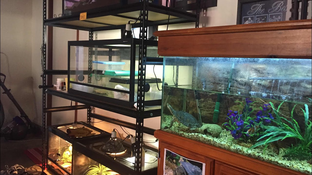 HUGE REPTILE ROOM/UPDATE FEBRUARY 2018!! - YouTube