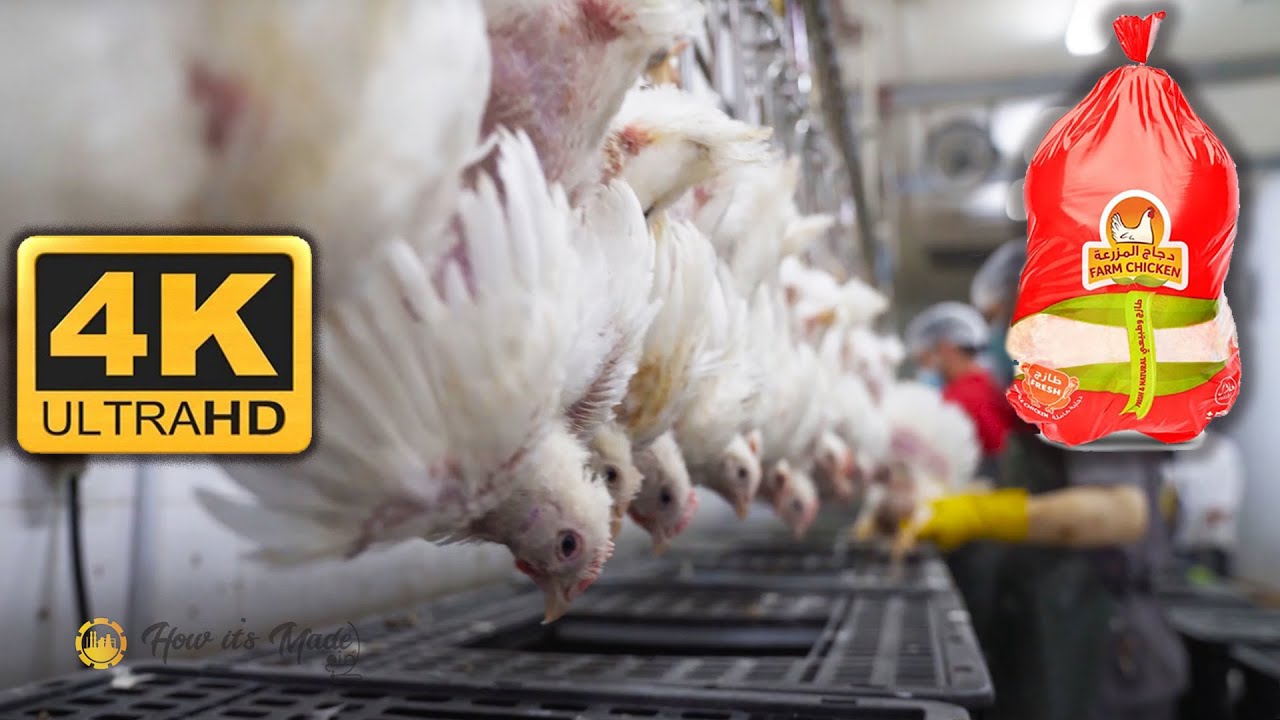 طريقة تعبئه الدجاج / How To Package Poultry - 4K - YouTube
