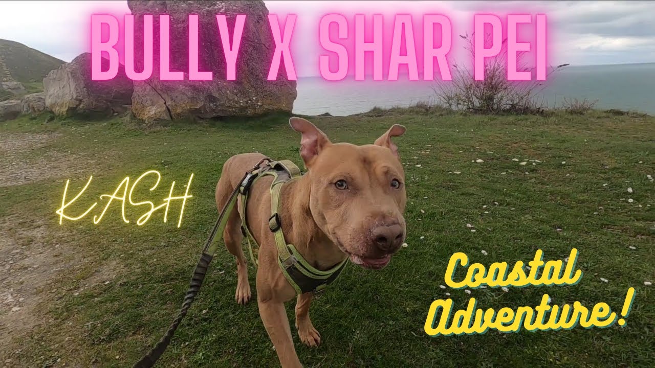 Bully X Shar Pei Kash goes on an adventure - YouTube