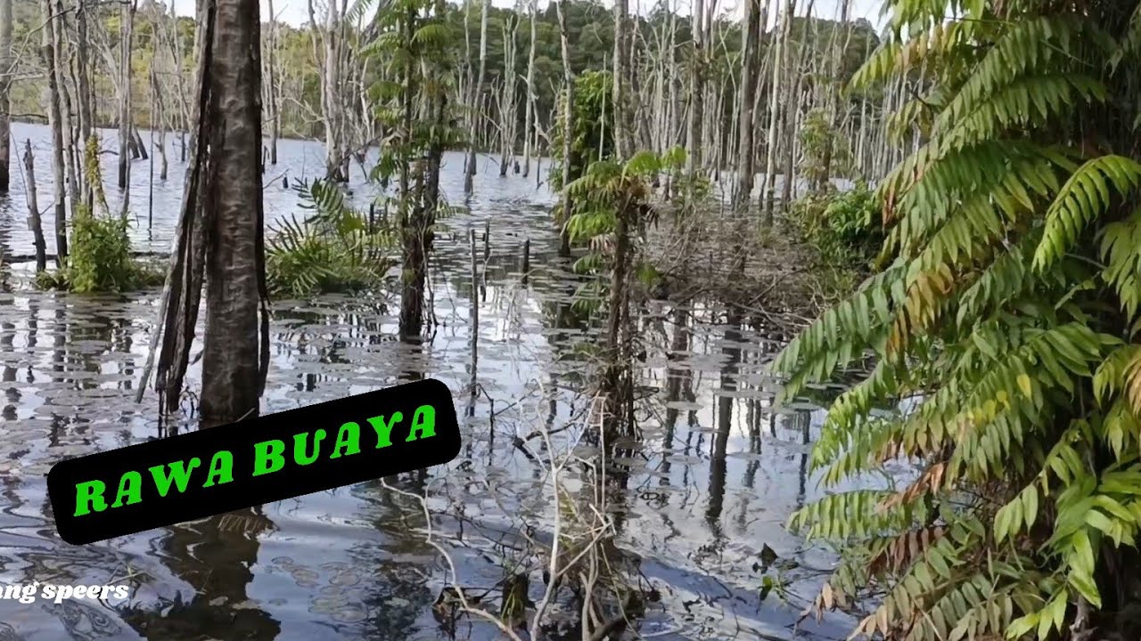 RAWA BUAYA - YouTube