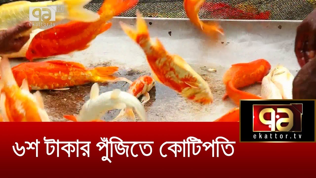 ৬শ টাকার মূলধনে কোটিপতি ! | Gold Fish | Satkhira | News | Ekattor TV ...