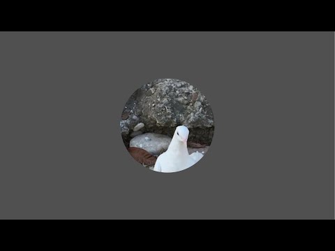 Zafer Arıkan  Ankara Oyun Kuşu Mezatı Canlı Yayın Live Mezat Güvercin