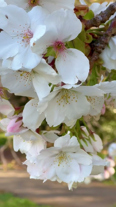 A Perfect Spring Day in UK | Morning walk.#uk #spring #viralvideo # ...