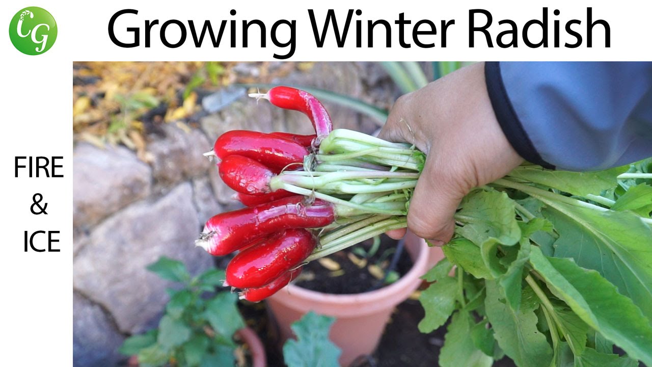 Winter Radish - August vs October - Fire n Ice - YouTube