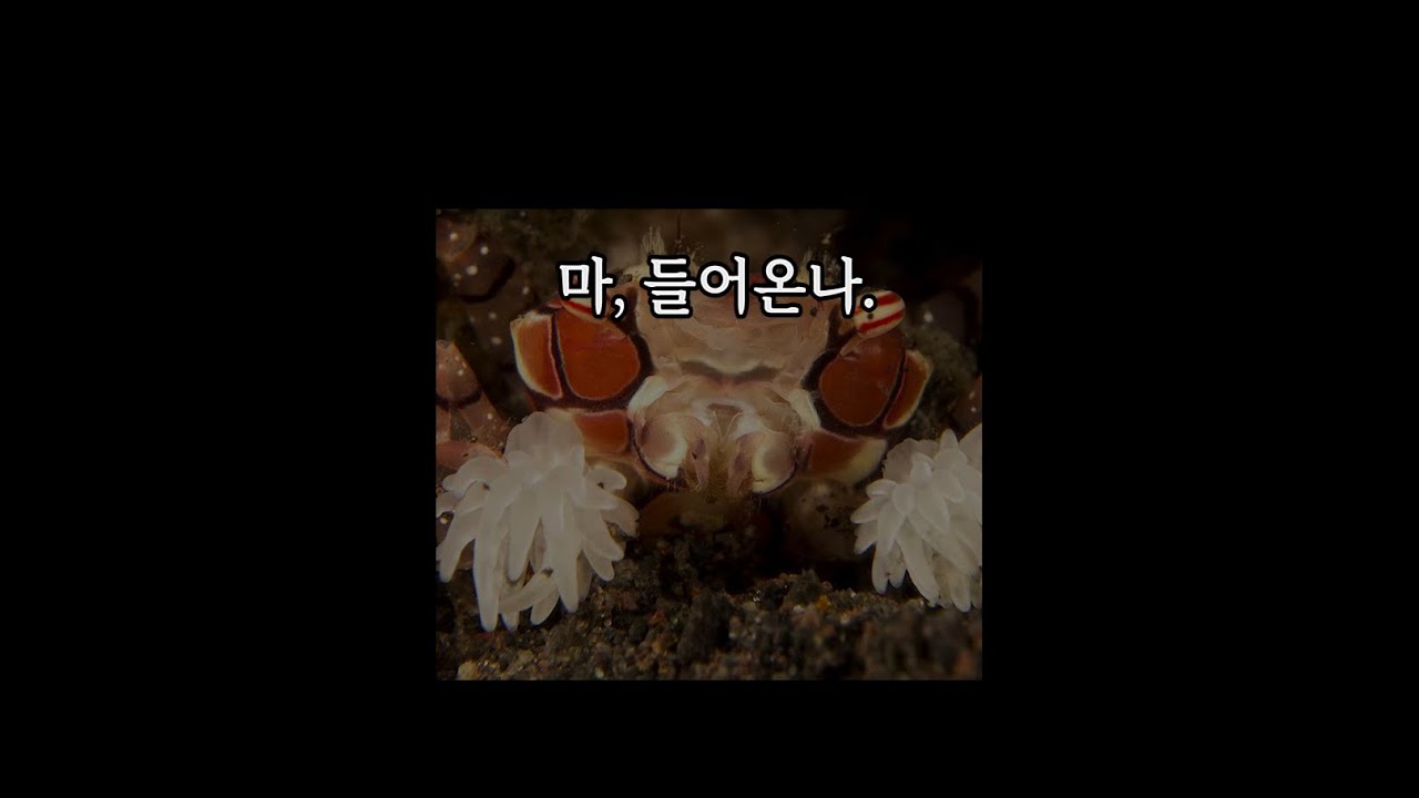 절지동물 - 01 폼폼게 (Boxer crabs) - YouTube