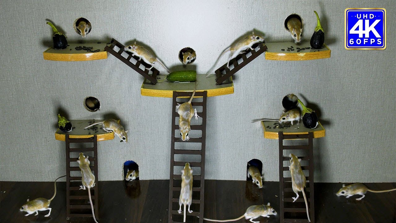 Mouse Videos for Cats - Mouse Hide & Seek in Jerry Holes, Climbing ...