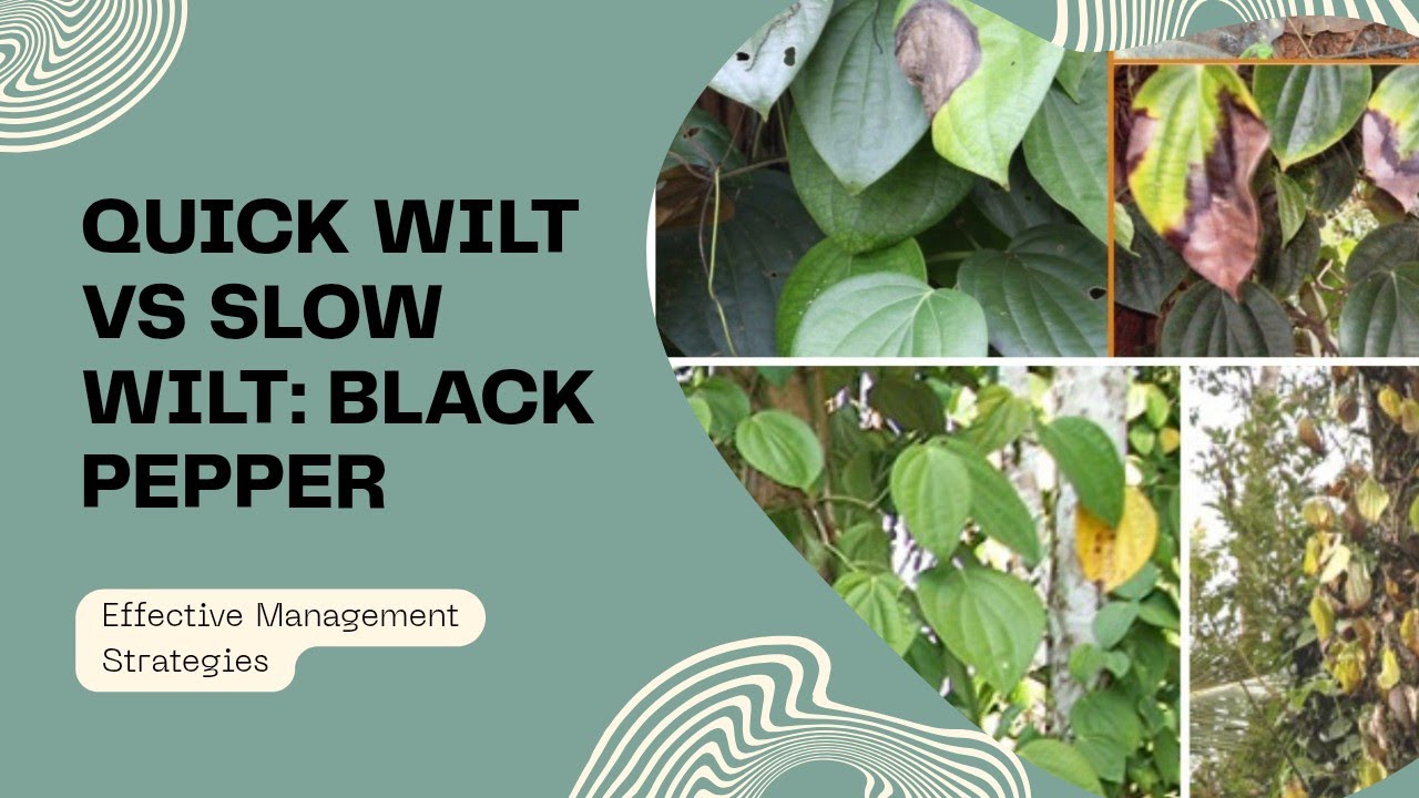 Quick wilt VS Slow wilt in Black pepper Complete management #farming # ...