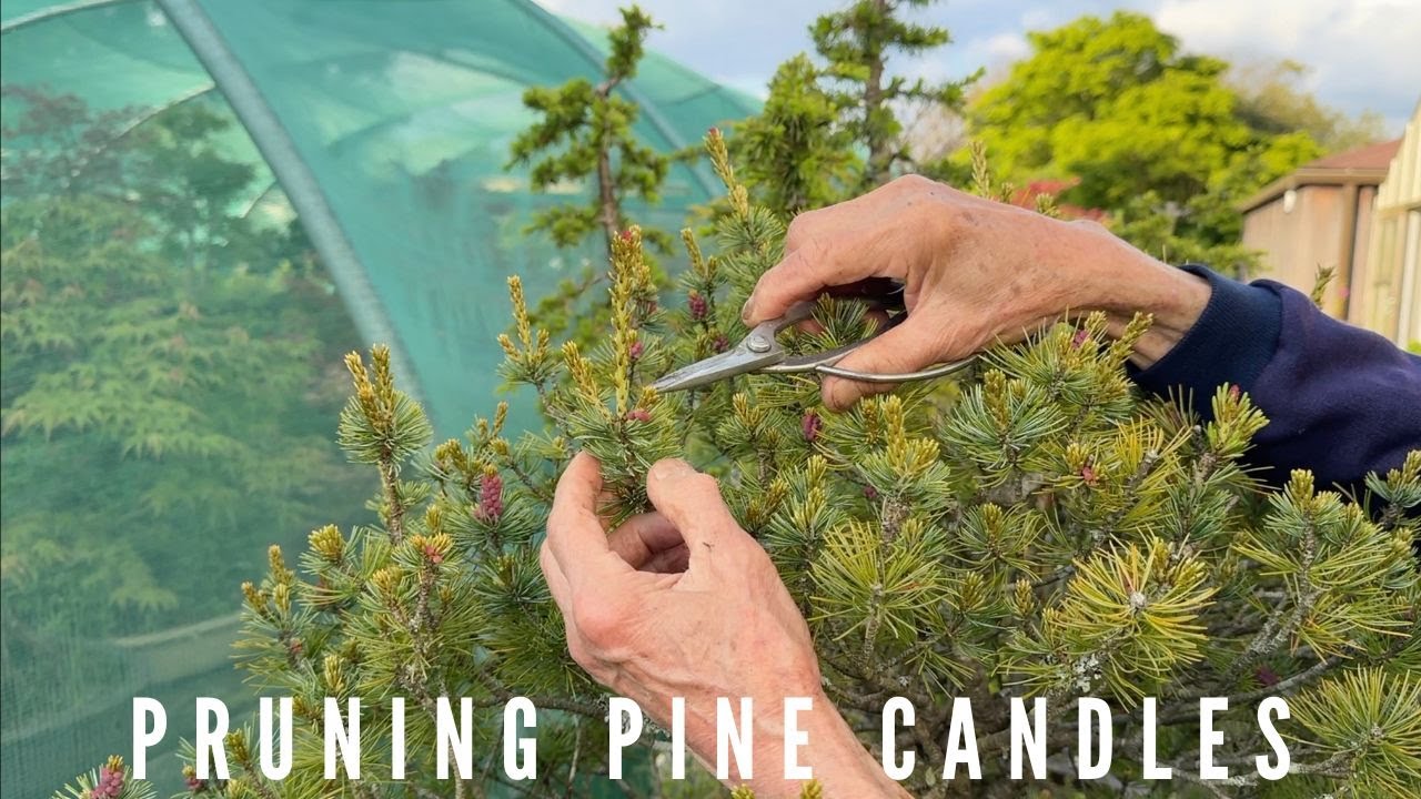 Pruning Pine Candes - YouTube